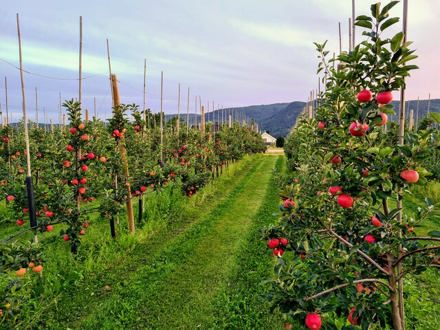 Eplemost fra Søndre Lindheim Gard på Gvarv