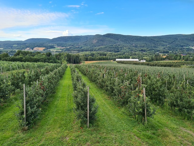 Eplemost fra Søndre Lindheim Gard på Gvarv